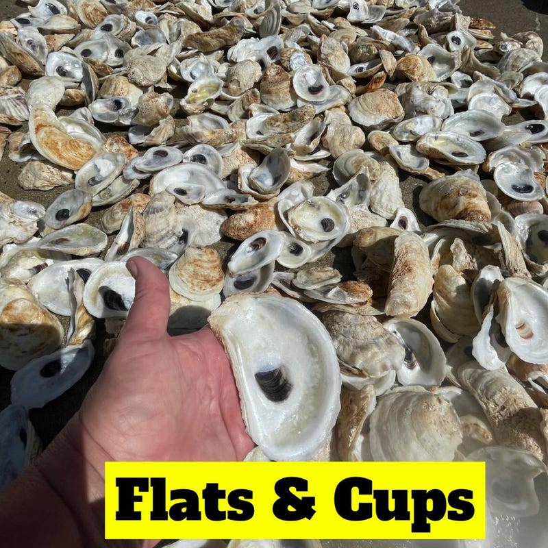 Real Oyster Shells Bulk - Etsy