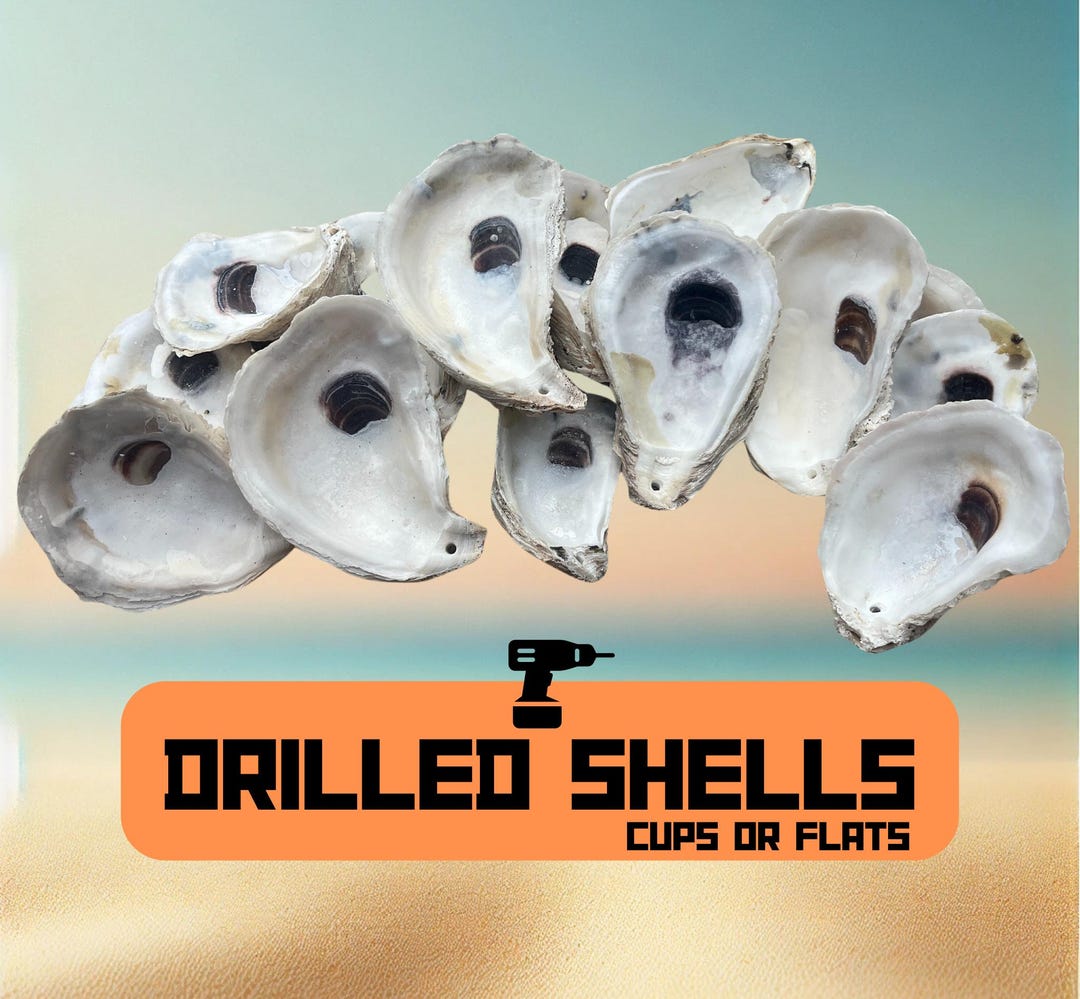 Drilled Oyster Shells - Cups & Flats - Perfect for Crafting - Etsy