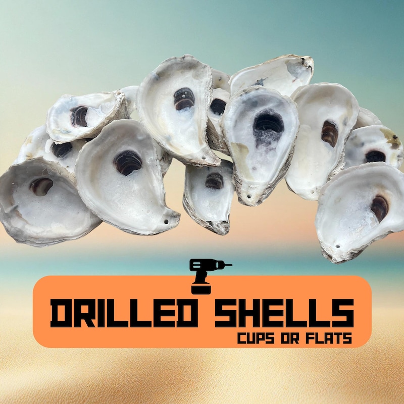 Shells Home & Hobby - Etsy