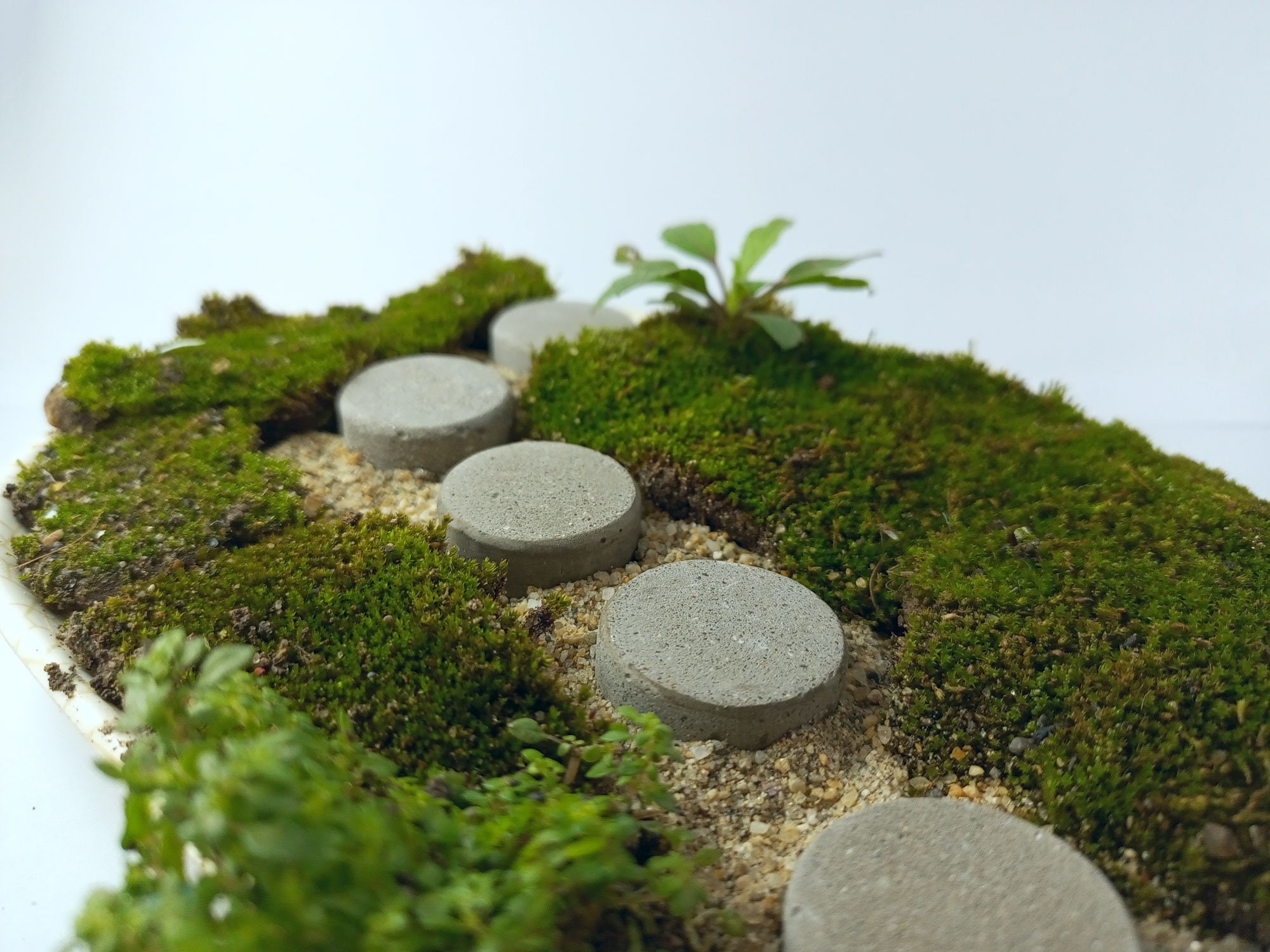 5 Miniature Round Concrete Garden Stepping Stones Stone - Etsy