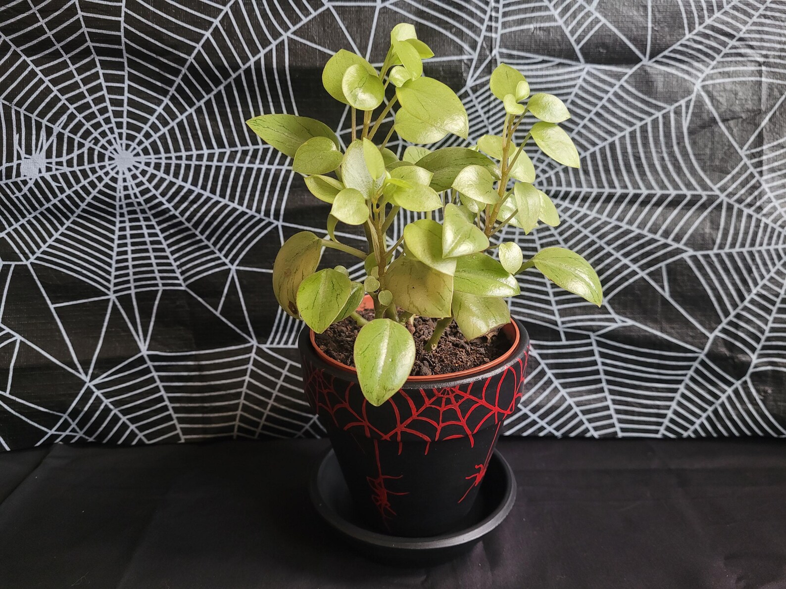 Spider & Webs Planter – Hand-painted Gothic Decorative Vessel | 4in ...