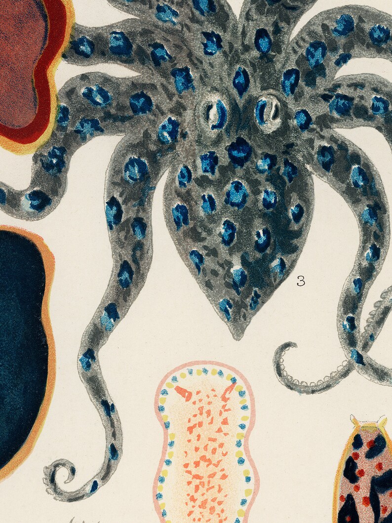 Great Barrier Reef Molluscs Vintage Art Print | Australia Wall Decor - Etsy
