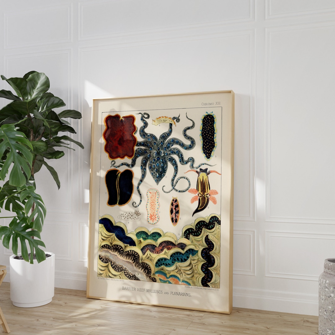 Molluscs the Great Barrier Reef Print Australia Wall Art Vintage Poster ...