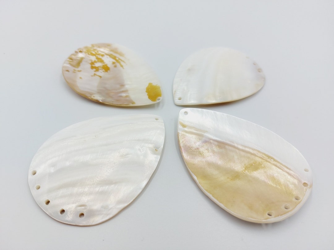 Large Freshwater Droplet Shell - Connector Piece - ( Seashell Sealife ...