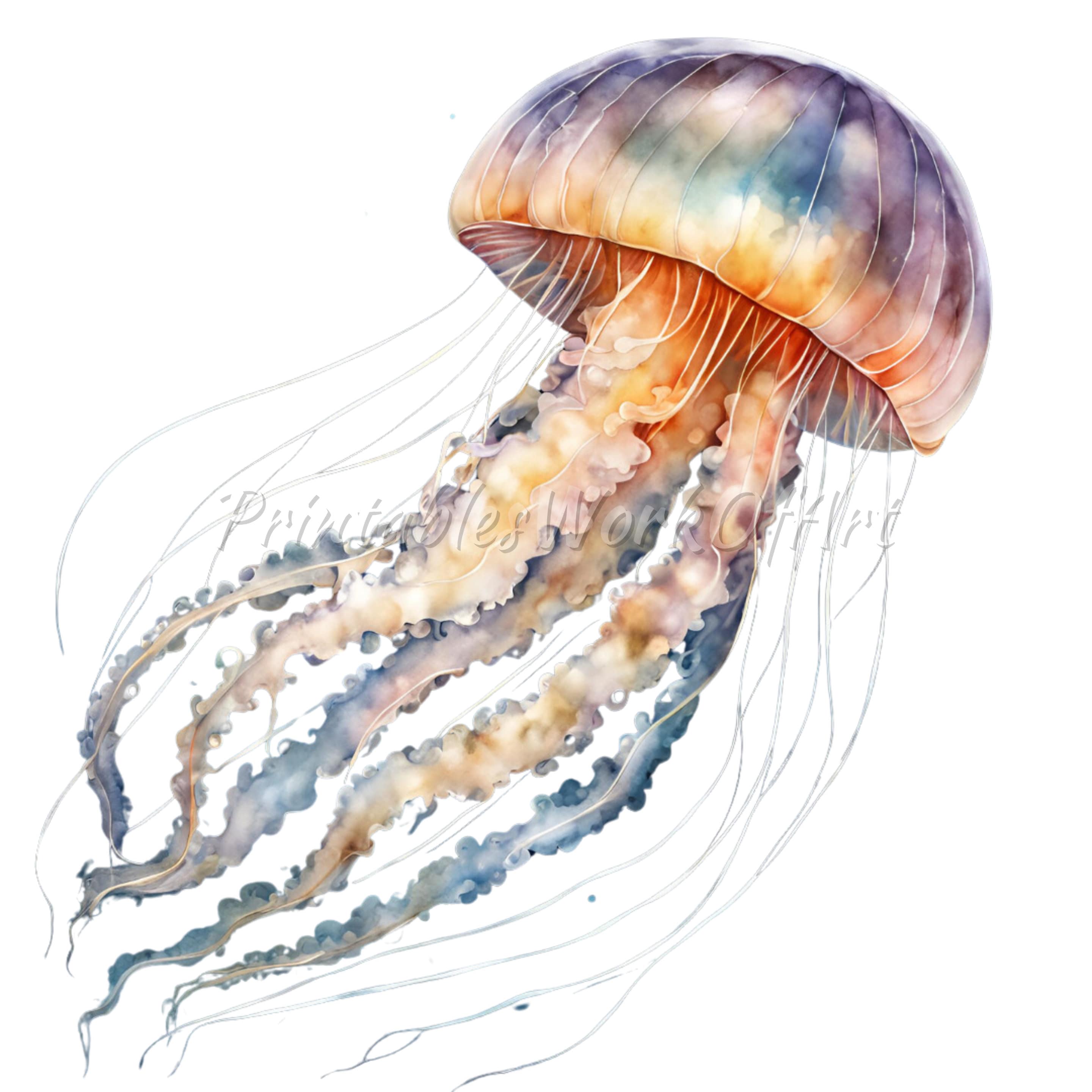 Watercolor Jellyfish Clipart: Sea Jelly PNG Images (digital Download ...