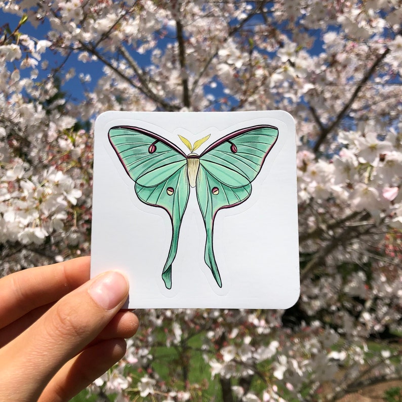Luna Moth Insect Lover Vinyl Sticker | Entomology Bug Lover Gift ...