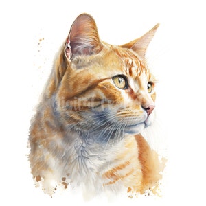 Ginger Tabby Cat Clipart 14 High Quality Jpgs Digital Download Card ...
