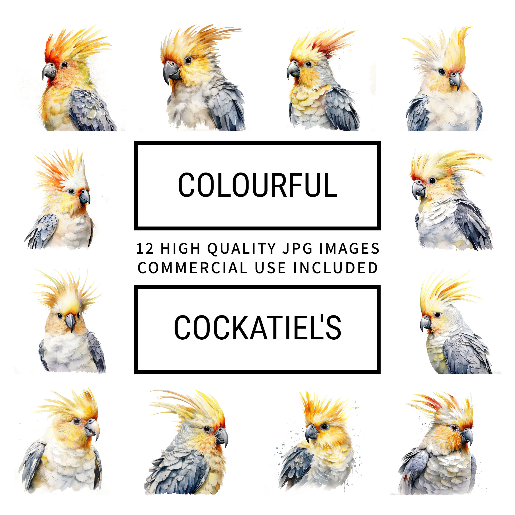 Cockatiel Color Chart