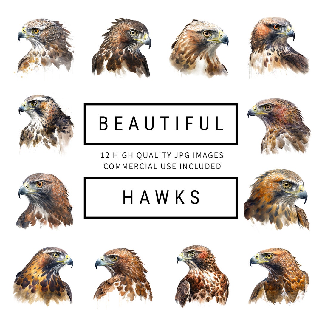 Beautiful Hawk Clipart 12 High Quality Jpgs Digital Planner, Junk ...
