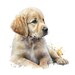Golden Retriever Puppy Clipart 10 High Quality Jpgs - Etsy