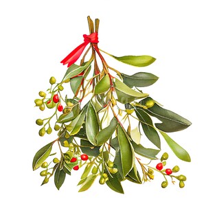 Mistletoe Clipart 10 High Quality Jpgs Digital Download Card Making ...