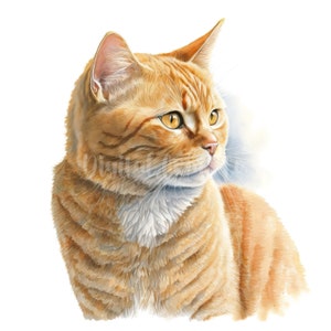 Ginger Tabby Cat Clipart 14 High Quality Jpgs Digital Download Card ...
