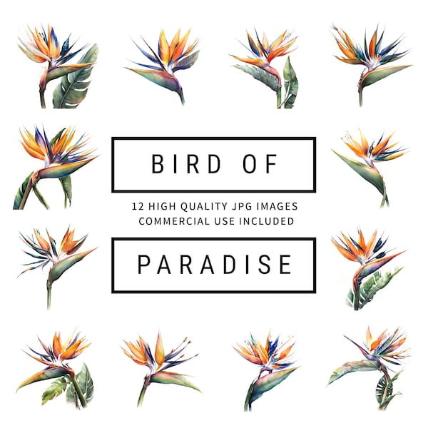 Bird of Paradise - Etsy
