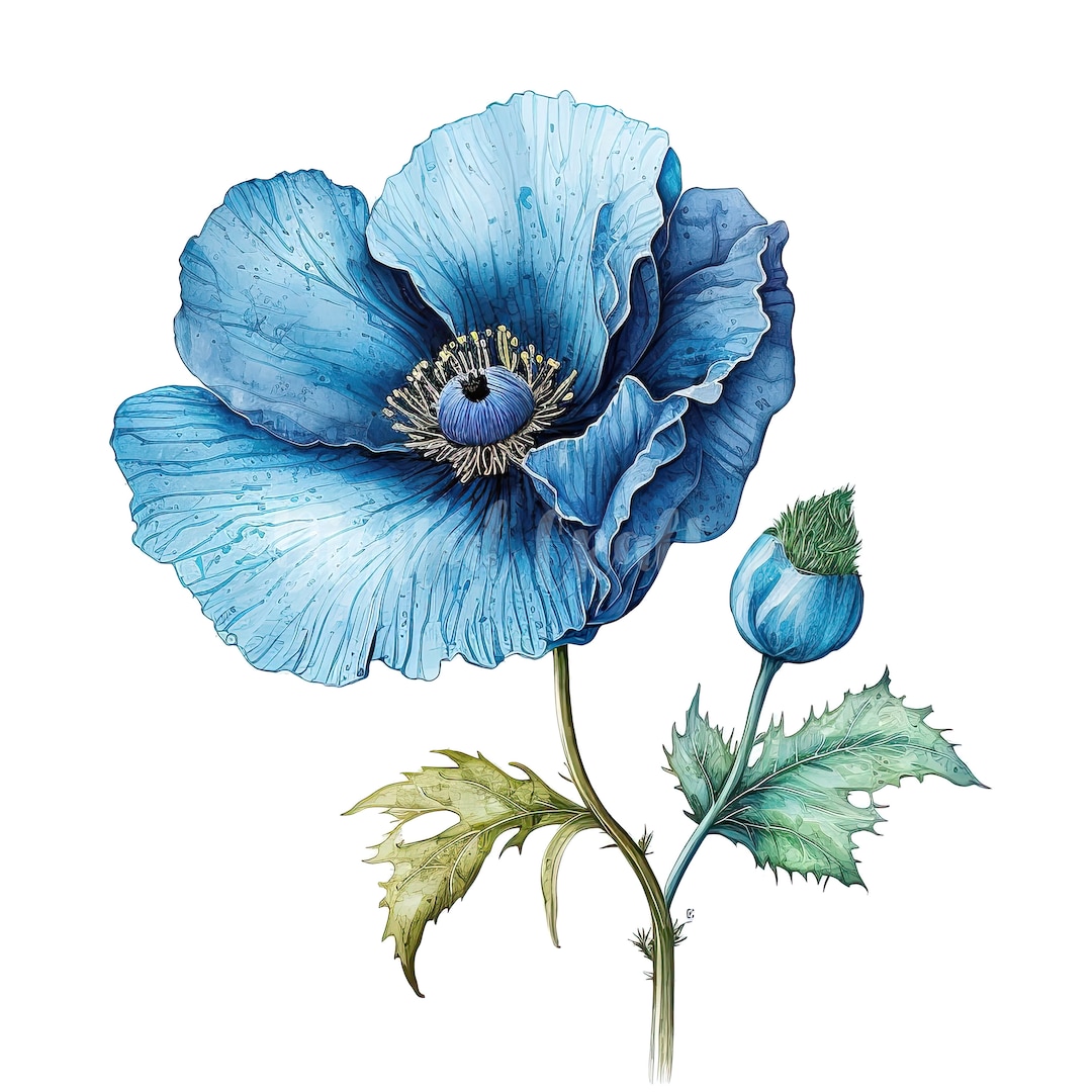Blue Poppy Clipart 10 High Quality Jpgs Digital Downloads Card Making ...