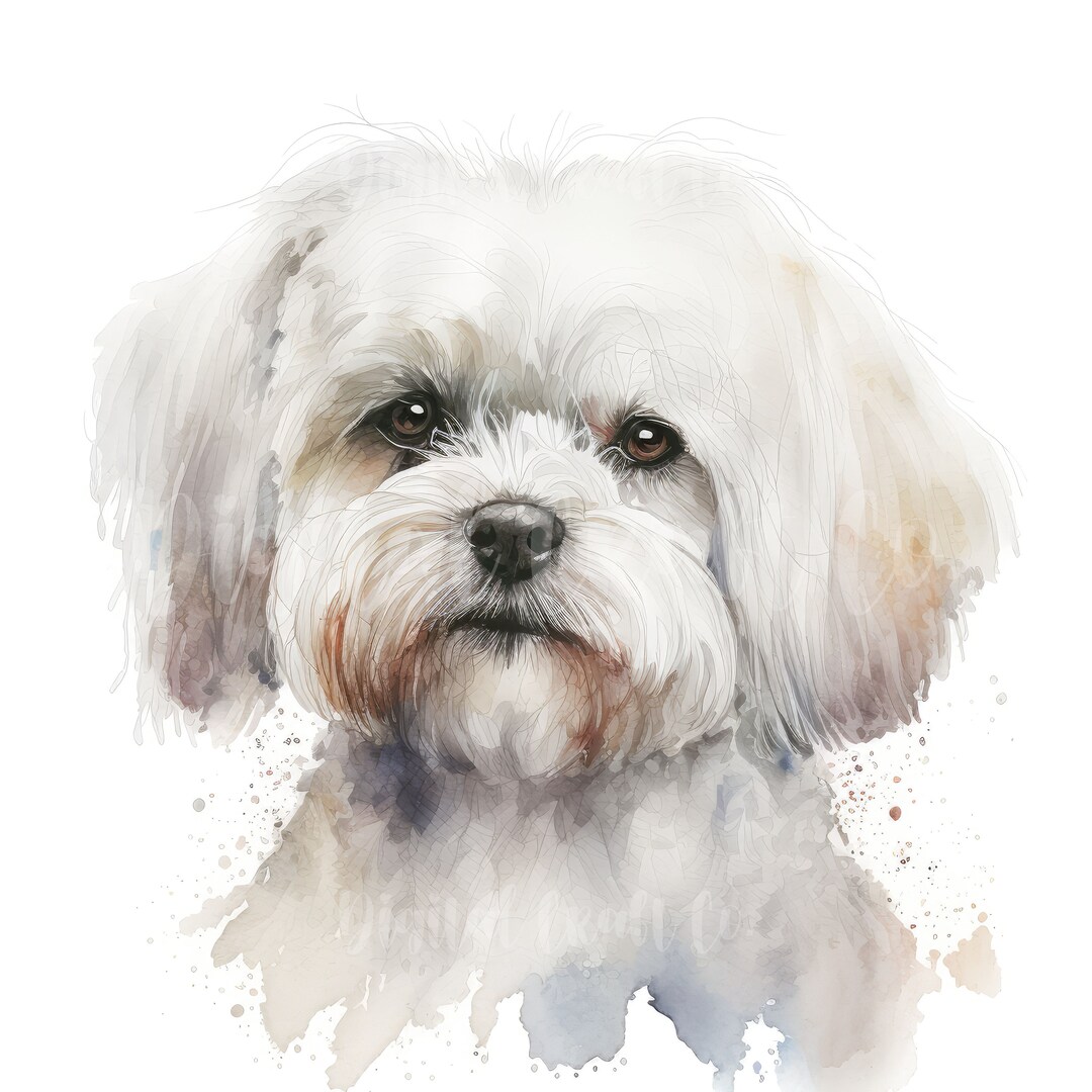 Maltese Dog Clipart 12 High Quality Jpgs Digital Planner, Junk ...
