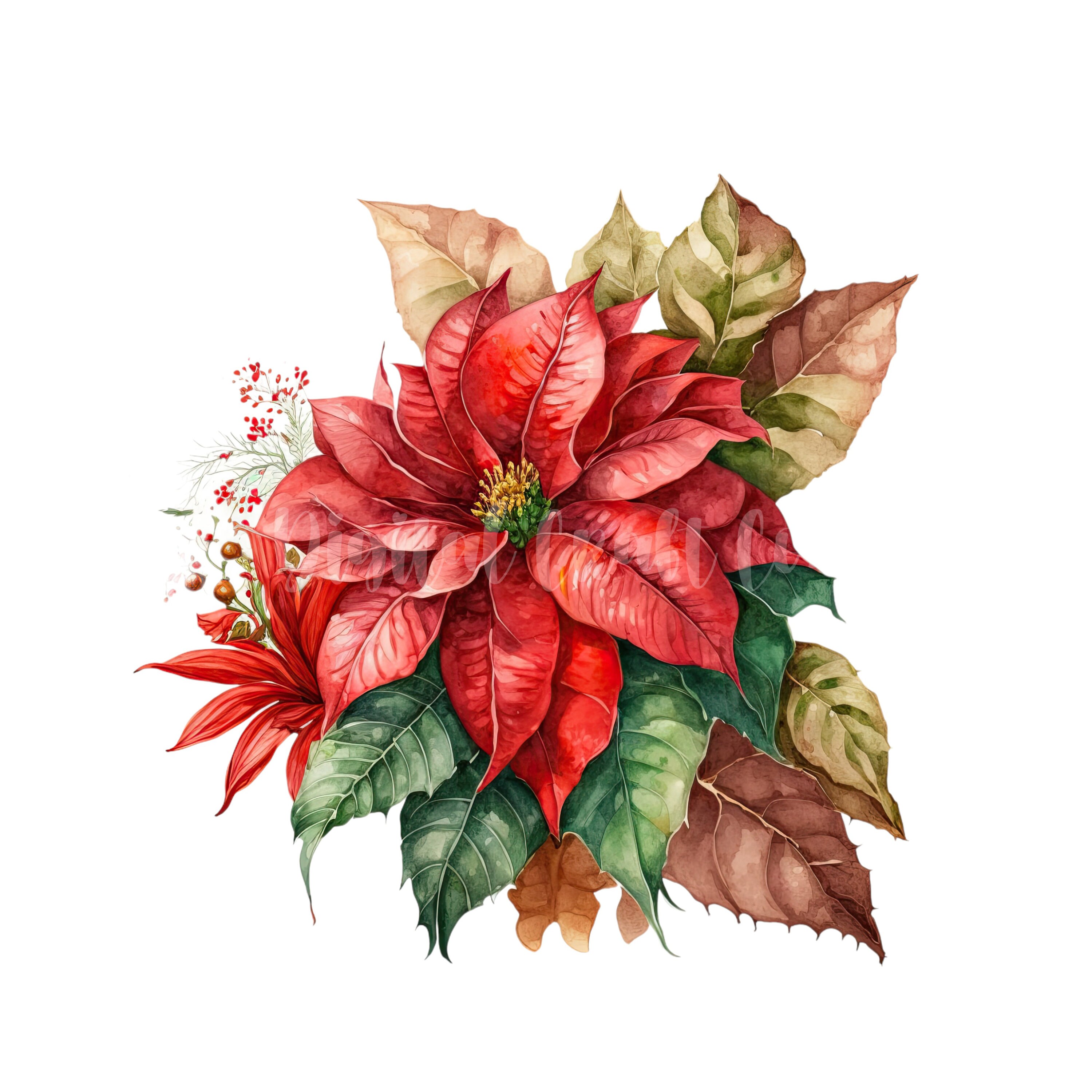Poinsettia Vector Clipart Of Kids