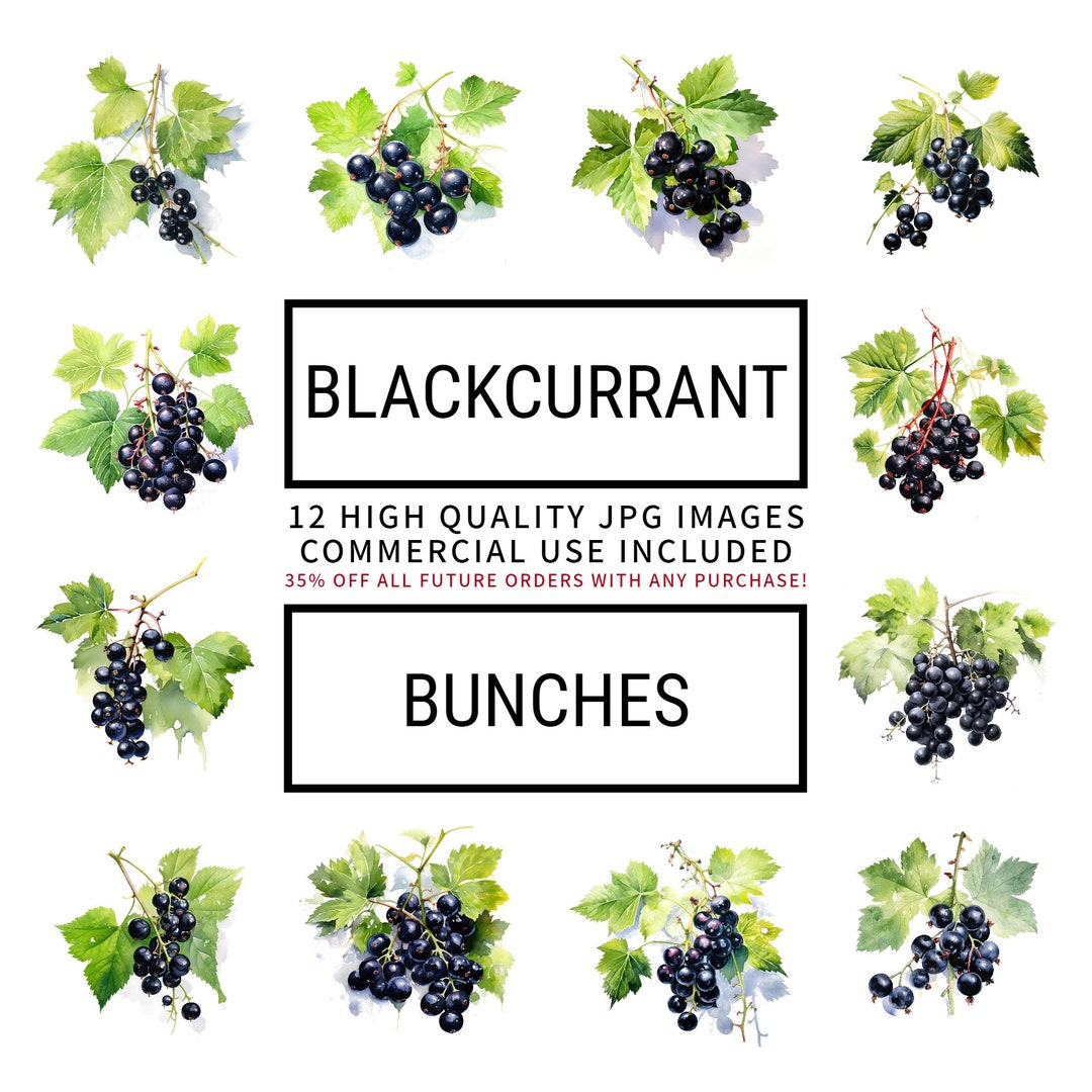 Blackcurrant Bunches Clipart. 12 High Quality Jpgs for Digital - Etsy
