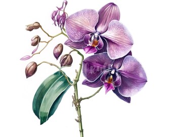 Watercolor Orchid Clipart 20 Printable High Quality Jpgs - Etsy UK