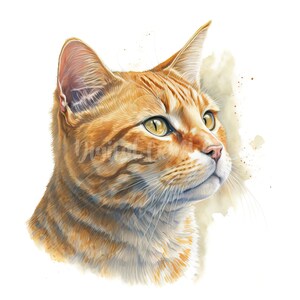 Ginger Tabby Cat Clipart 14 High Quality Jpgs Digital Download Card ...