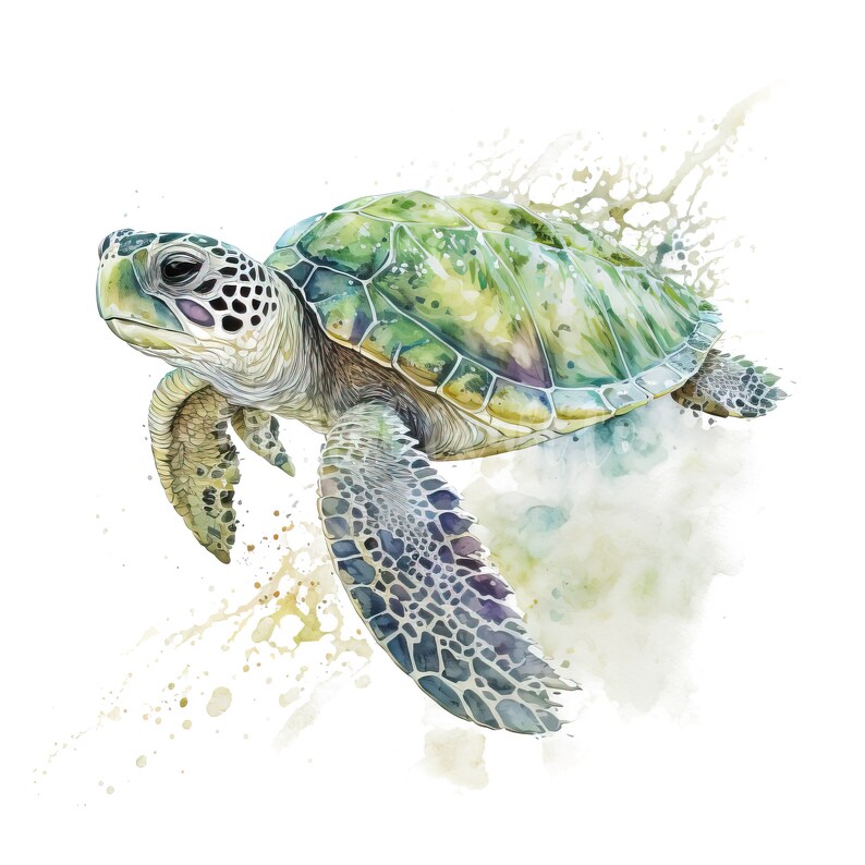 Sea Turtle Clipart 10 High Quality Jpgs Digital Download - Etsy