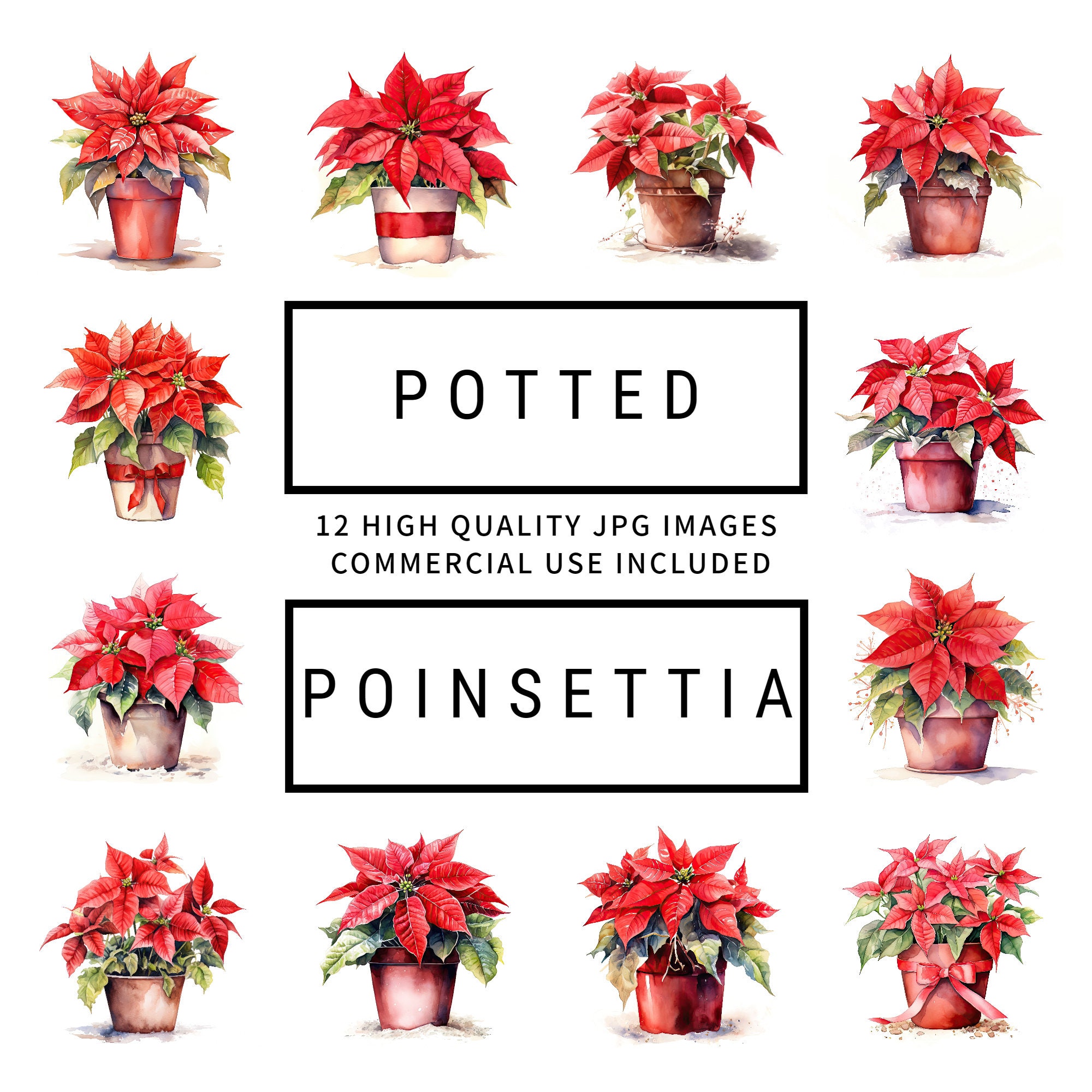 Potted Poinsettia Clip Art
