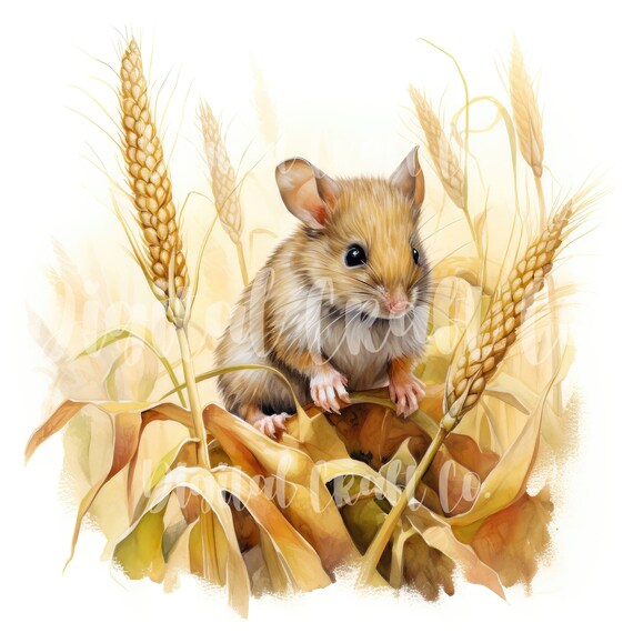 Harvest Mouse Clipart