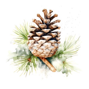 Winter Pine Cones Clipart 12 High Quality Jpgs, Digital Planner, Junk ...