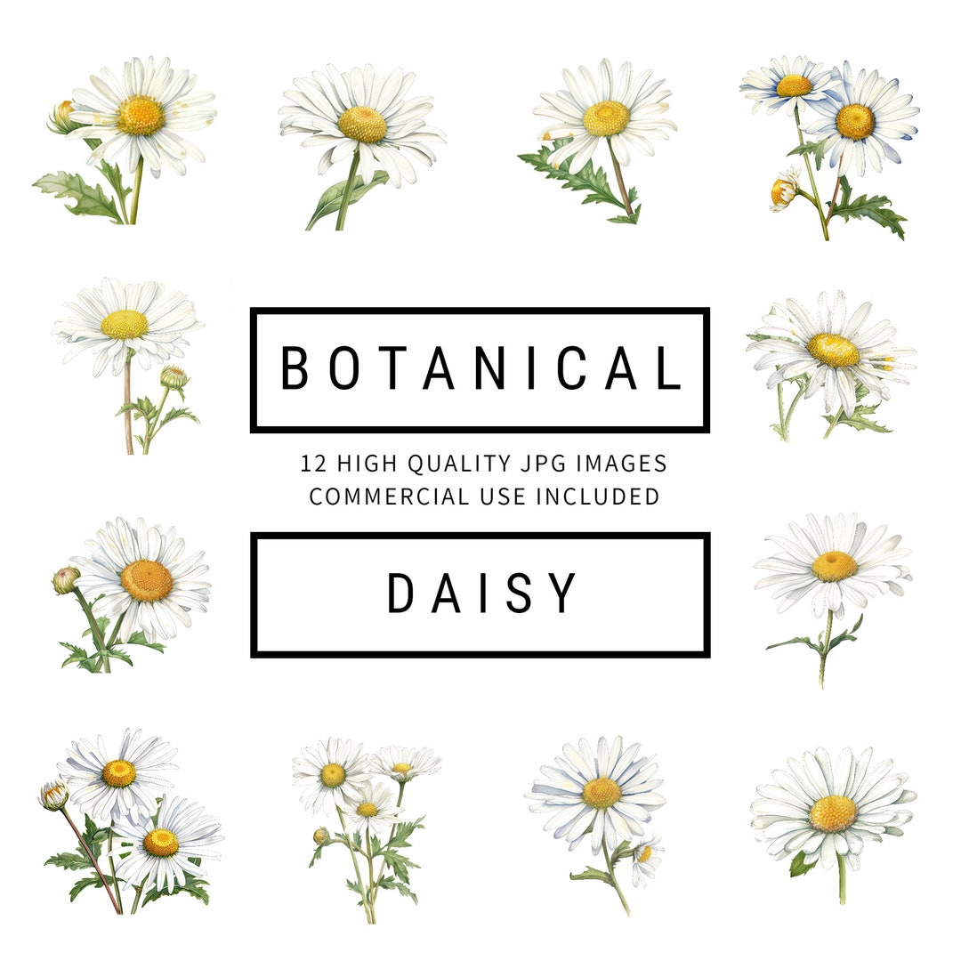 Botanical Daisy Clipart 12 High Quality Jpgs Digital Planner, Junk ...