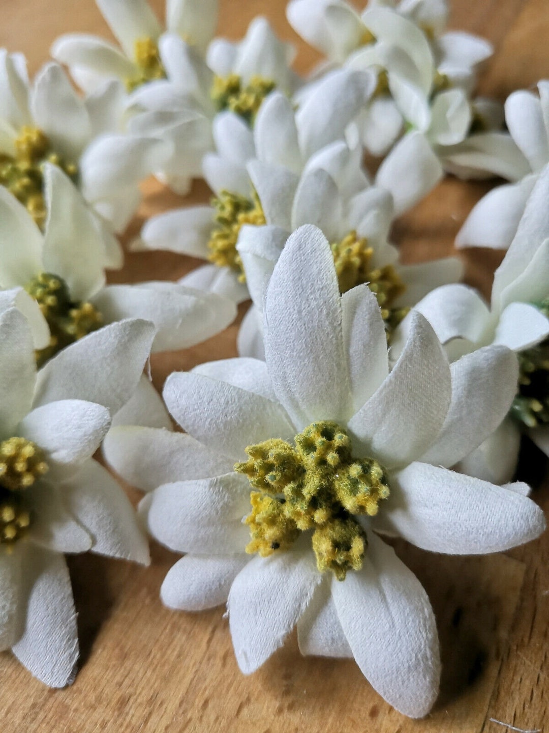 12 X Edelweiss 6 Cm Country House Style Flowers Country House - Etsy