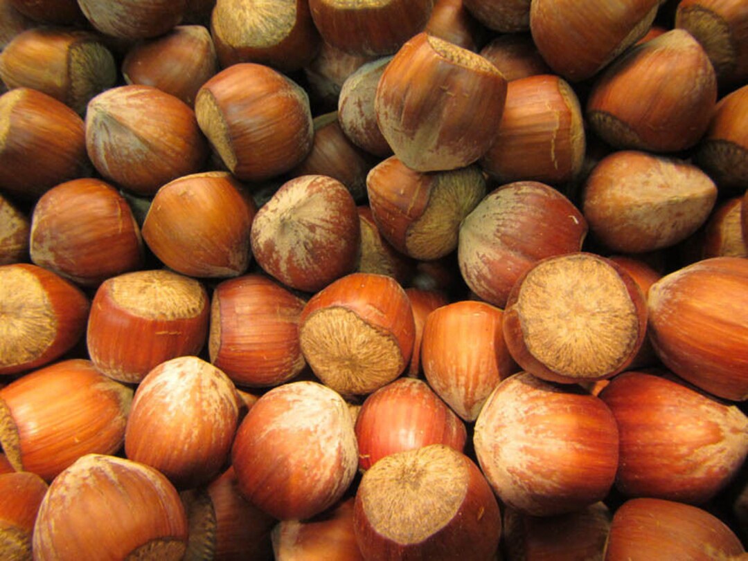 Corylus Colurna 'tree Hazel' Hardy Plant 70-100 Cm - Etsy