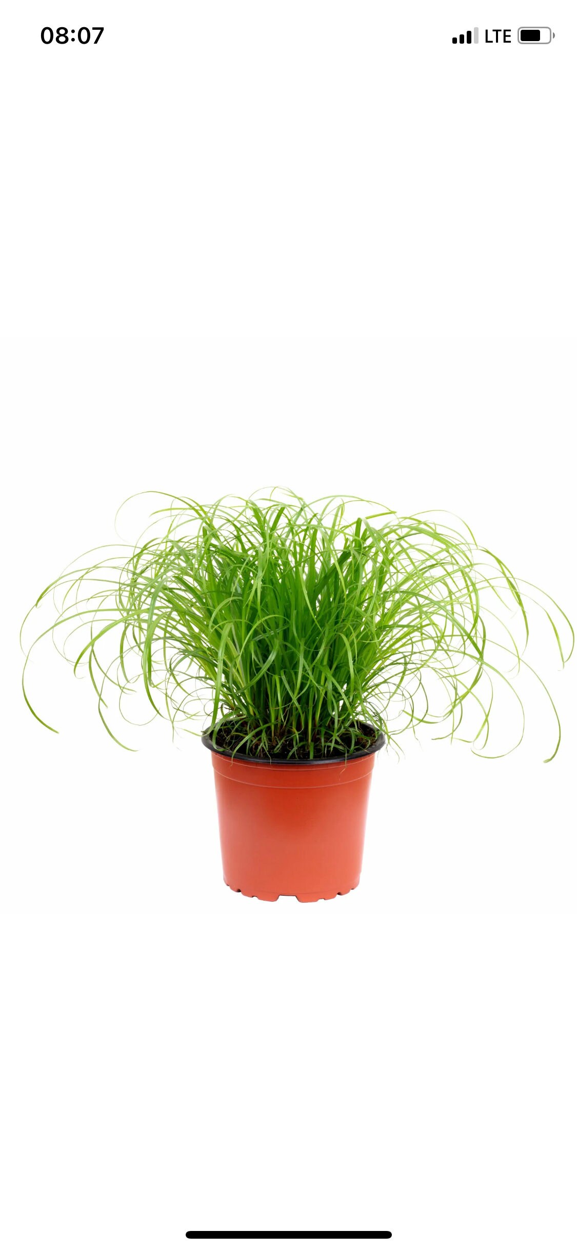 Real Cat Grass Cyperus Alternifolius zumula - Etsy