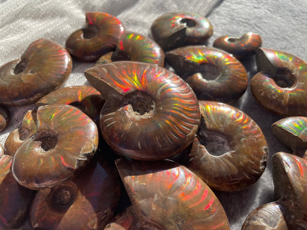 Natural Polished Rainbow Ammolite Fossil Crystal, Ammolite Fossil ...