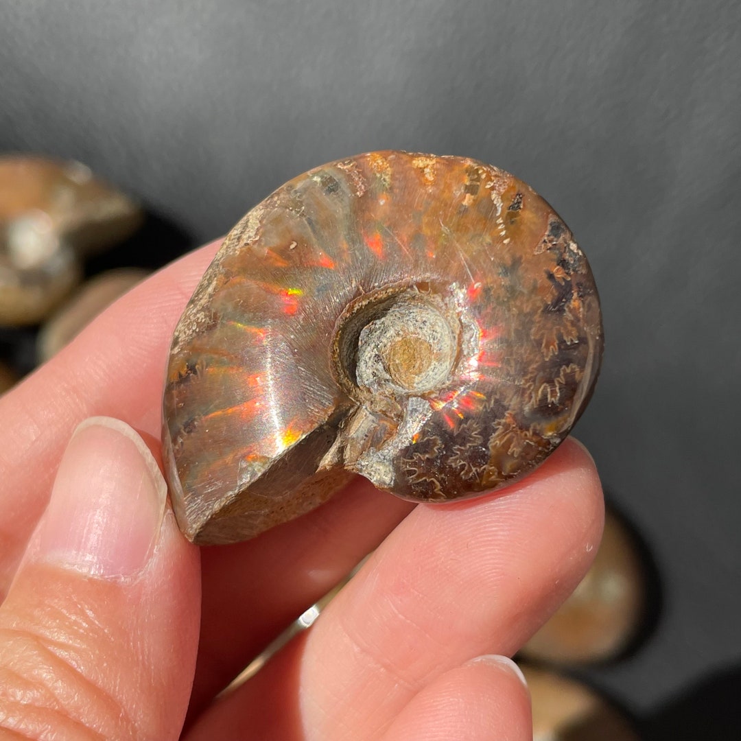 Mini Natural Polished Rainbow Ammolite Fossil Crystal, Ammolite Fossil ...