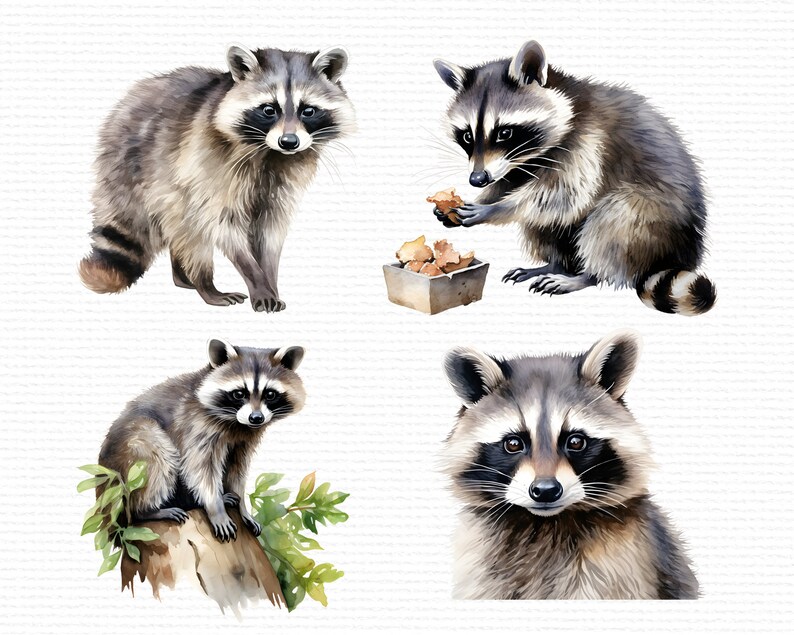 Raccoon Watercolor Clipart, Raccoon Illustration, Transparent PNG ...