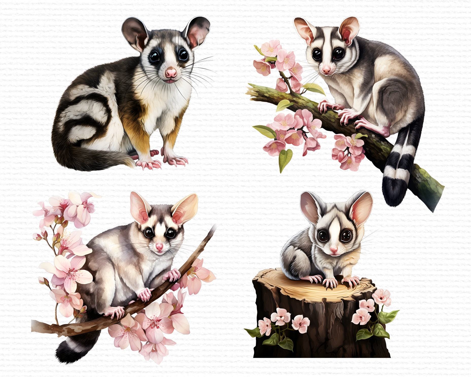 Sugar Glider Watercolor Clipart, Sugar Glider Illustration, Transparent ...