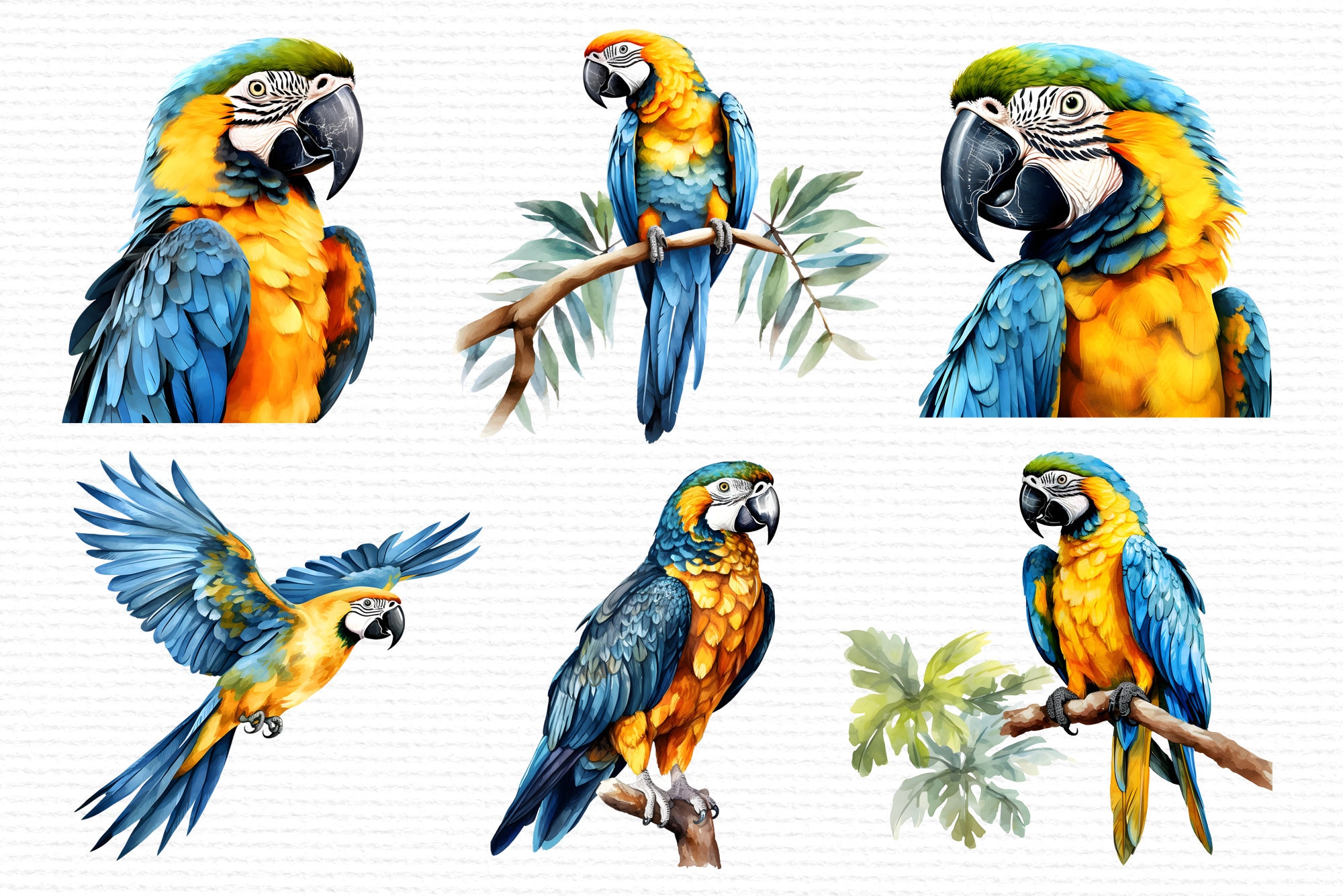 Macaw Watercolor Clipart Set, Macaw Illustration, Macaw Clipart PNG ...