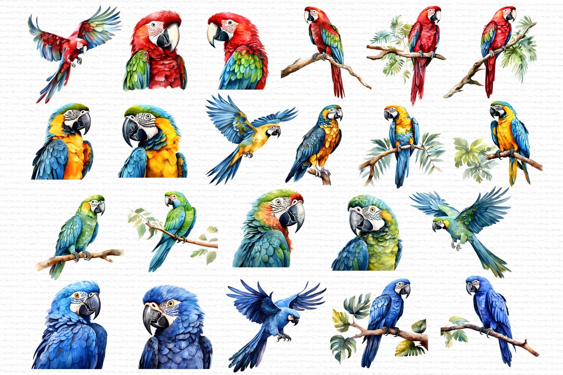 Macaw Watercolor Clipart Set, Macaw Illustration, Macaw Clipart PNG ...