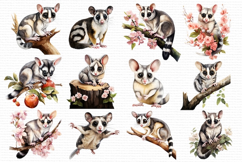 Sugar Glider Watercolor Clipart, Sugar Glider Illustration, Transparent ...