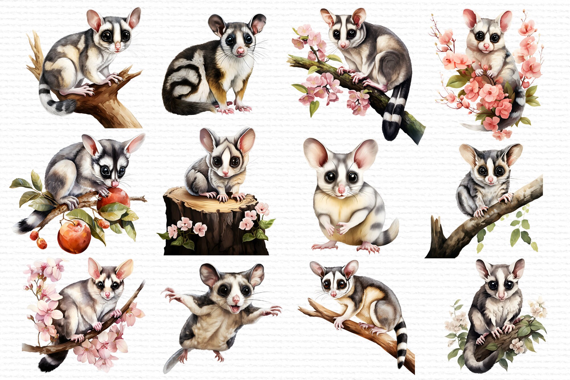 Sugar Glider Watercolor Clipart, Sugar Glider Illustration, Transparent ...