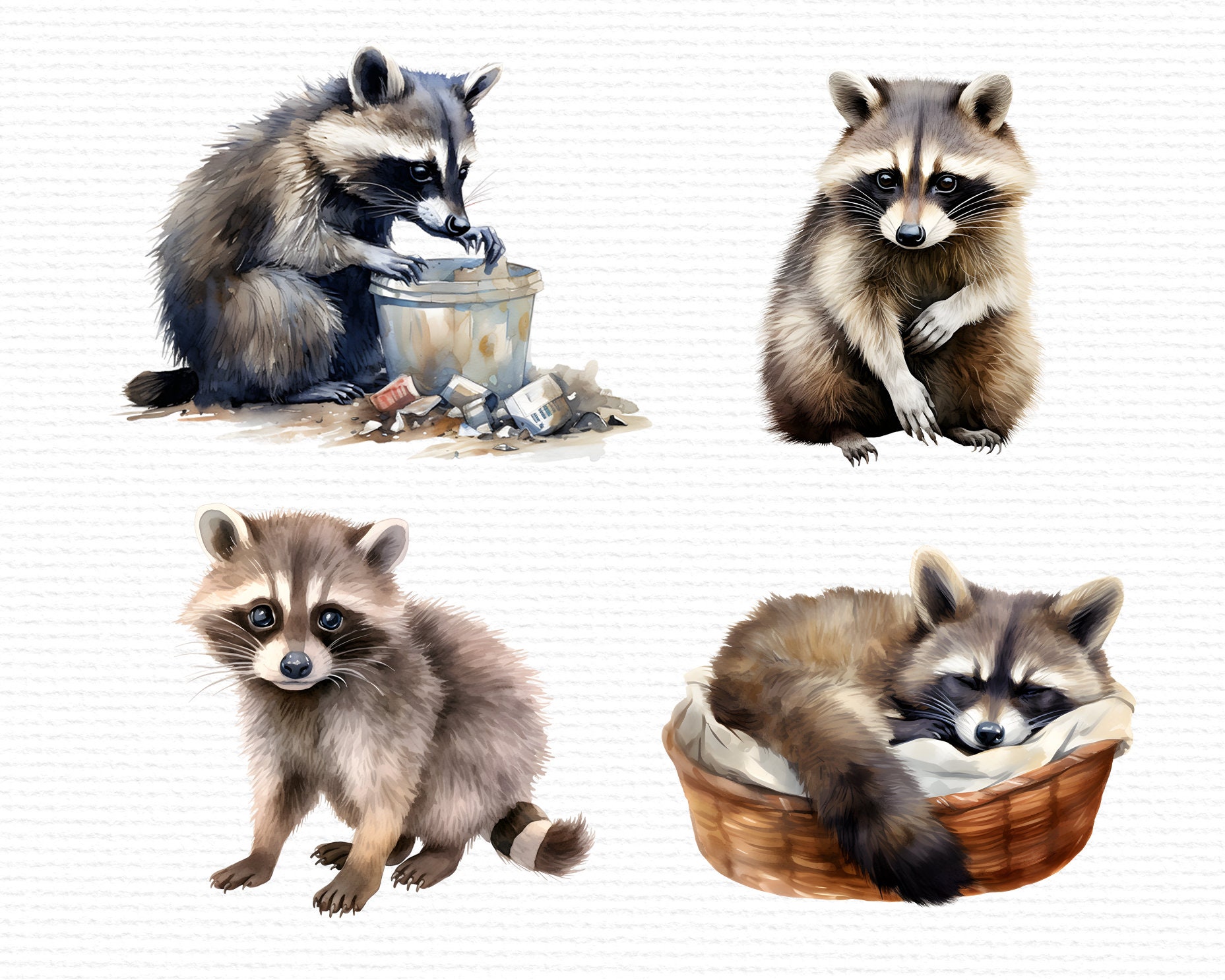 Raccoon Watercolor Clipart, Raccoon Illustration, Transparent PNG ...