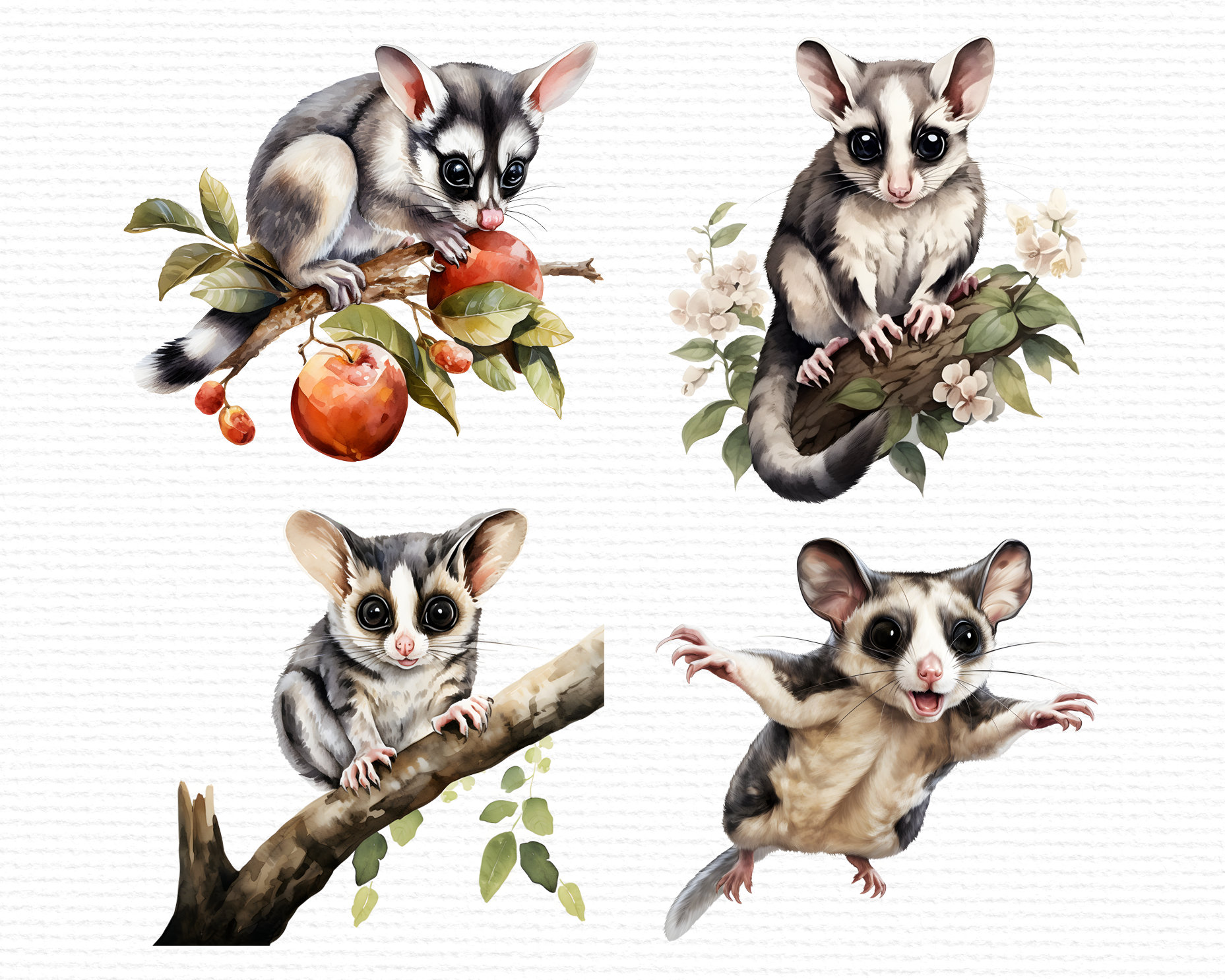 Sugar Glider Watercolor Clipart, Sugar Glider Illustration, Transparent ...