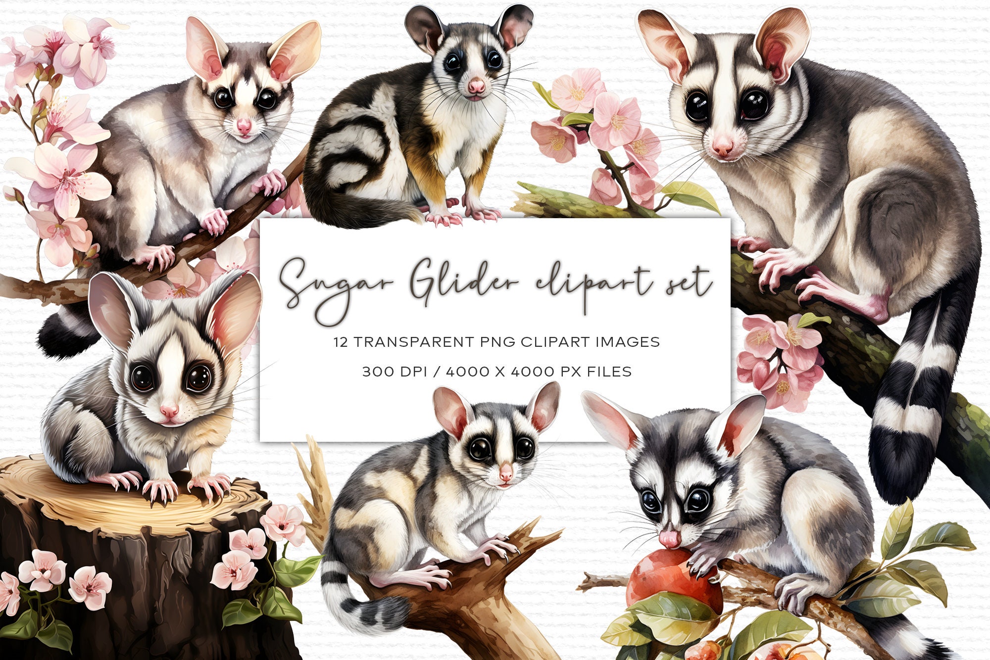 Sugar Glider Watercolor Clipart, Sugar Glider Illustration, Transparent ...