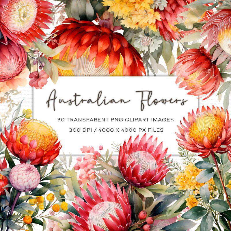 Australian Native Flowers - Etsy Australia