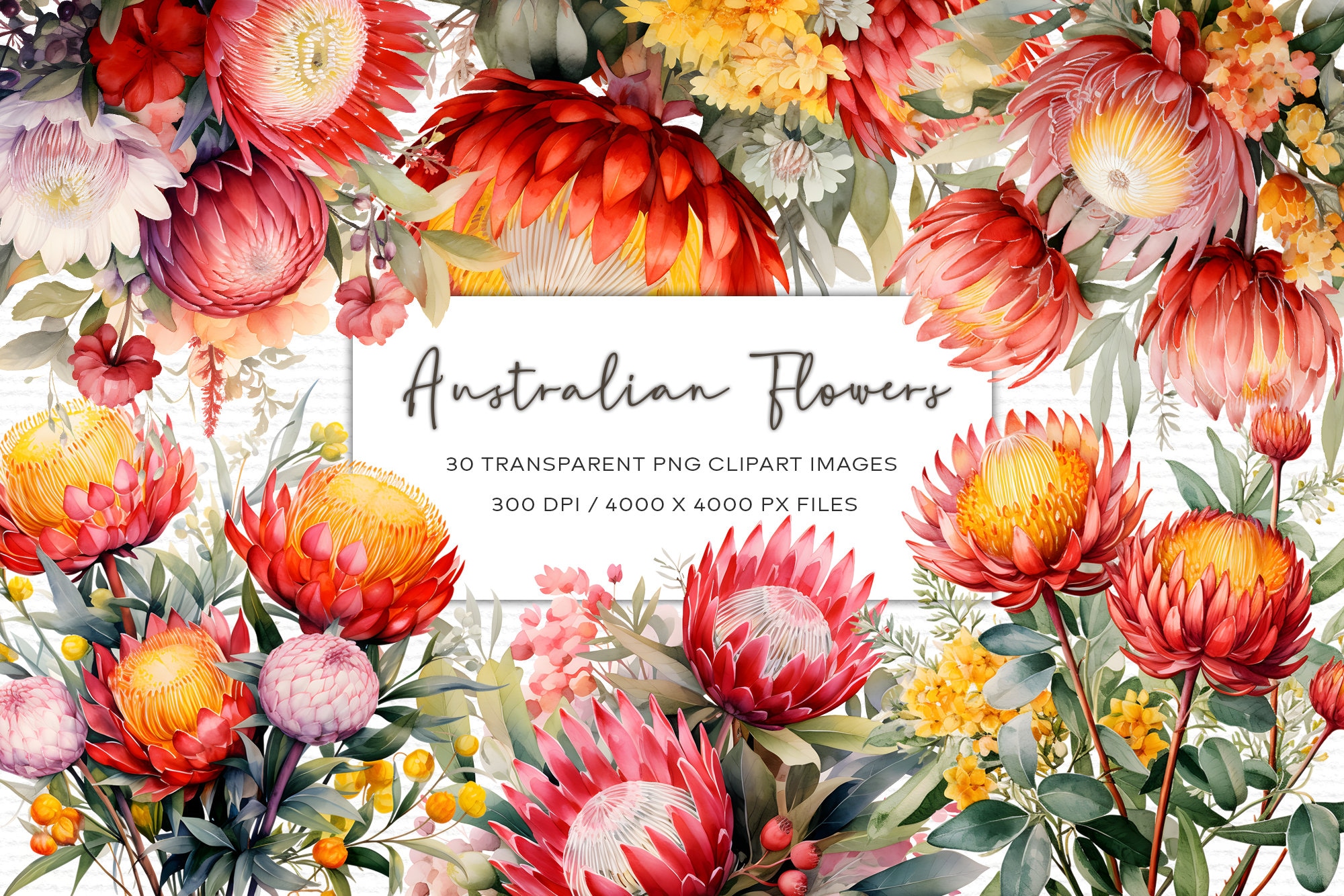 Australian Flowers Watercolor Clipart, Aussie Flowers, Instant Download ...