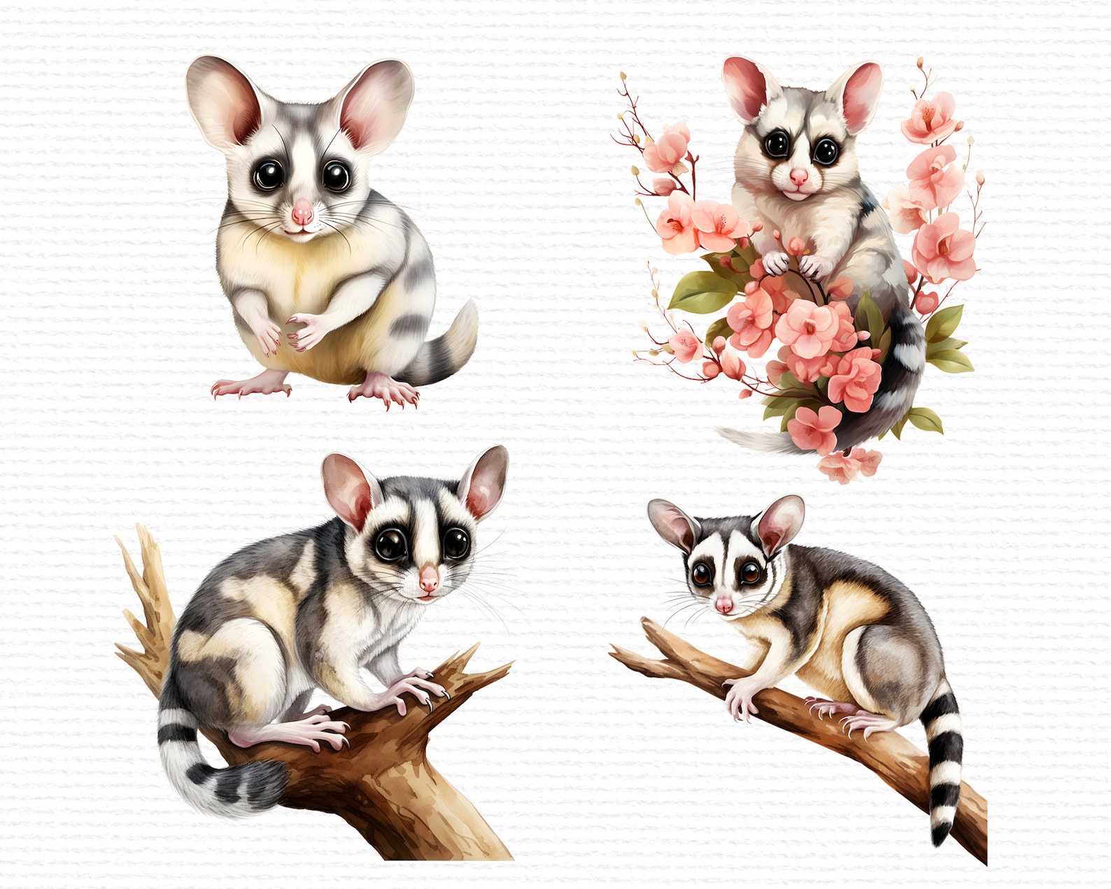 Sugar Glider Watercolor Clipart, Sugar Glider Illustration, Transparent ...