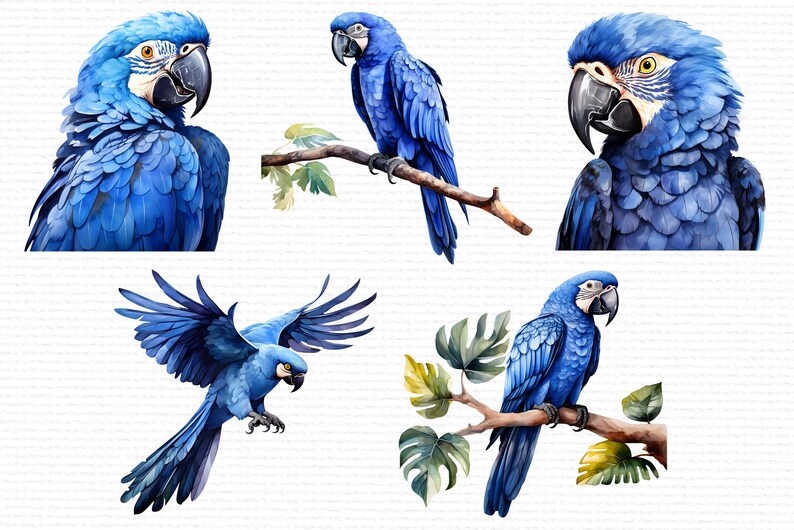 Macaw Watercolor Clipart Set, Macaw Illustration, Macaw Clipart PNG ...