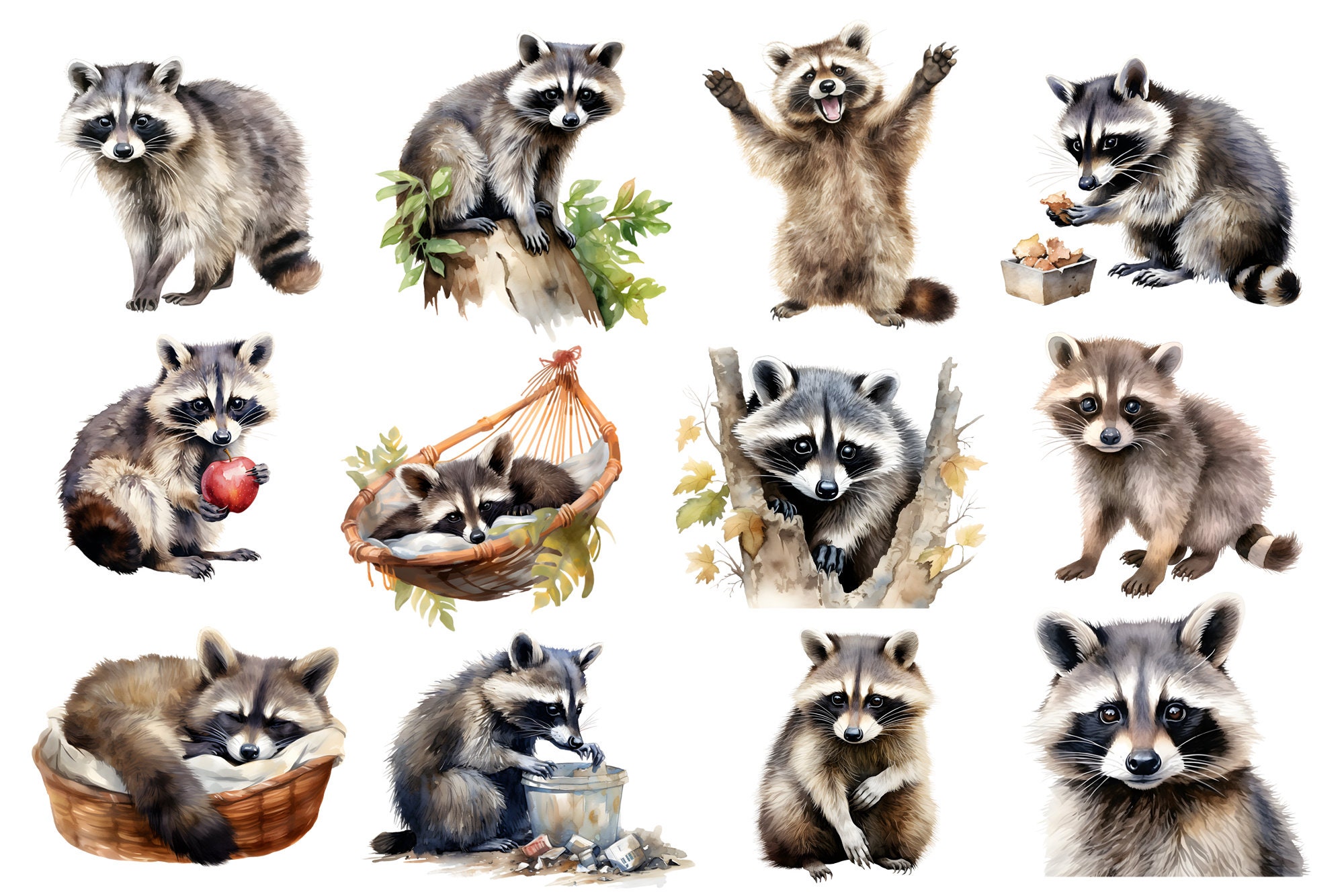 Raccoon Watercolor Clipart, Raccoon Illustration, Transparent PNG ...