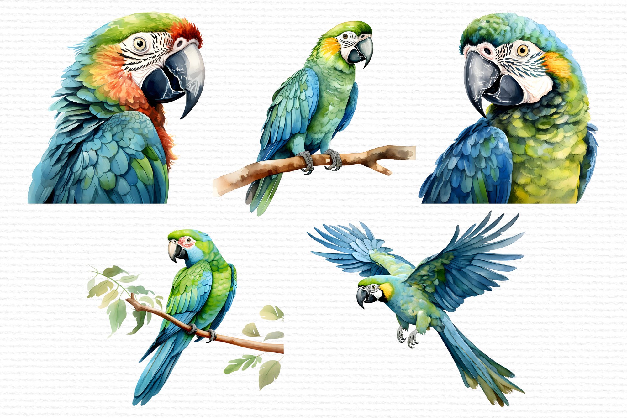 Macaw Watercolor Clipart Set, Macaw Illustration, Macaw Clipart PNG ...
