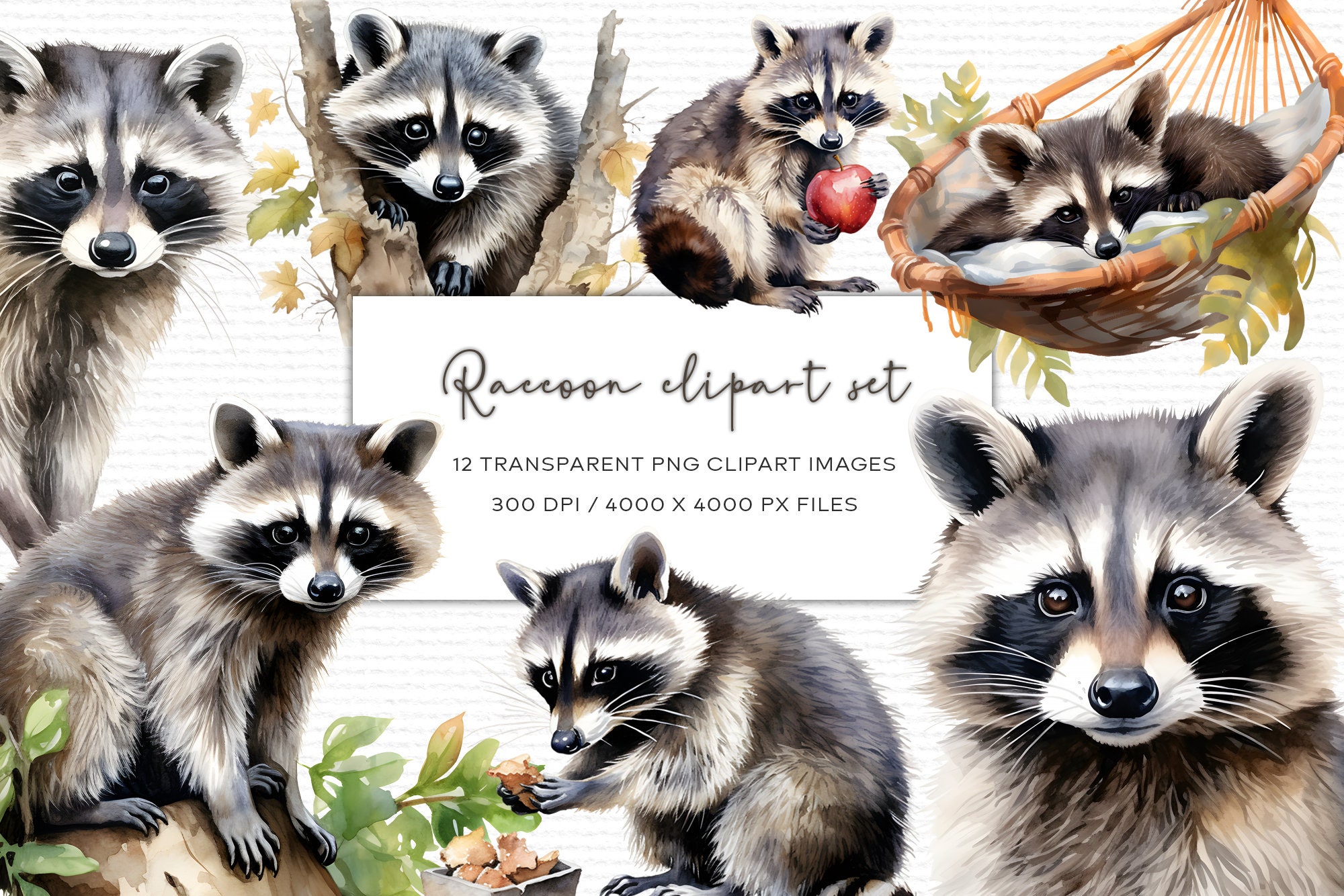 Raccoon Watercolor Clipart, Raccoon Illustration, Transparent PNG ...