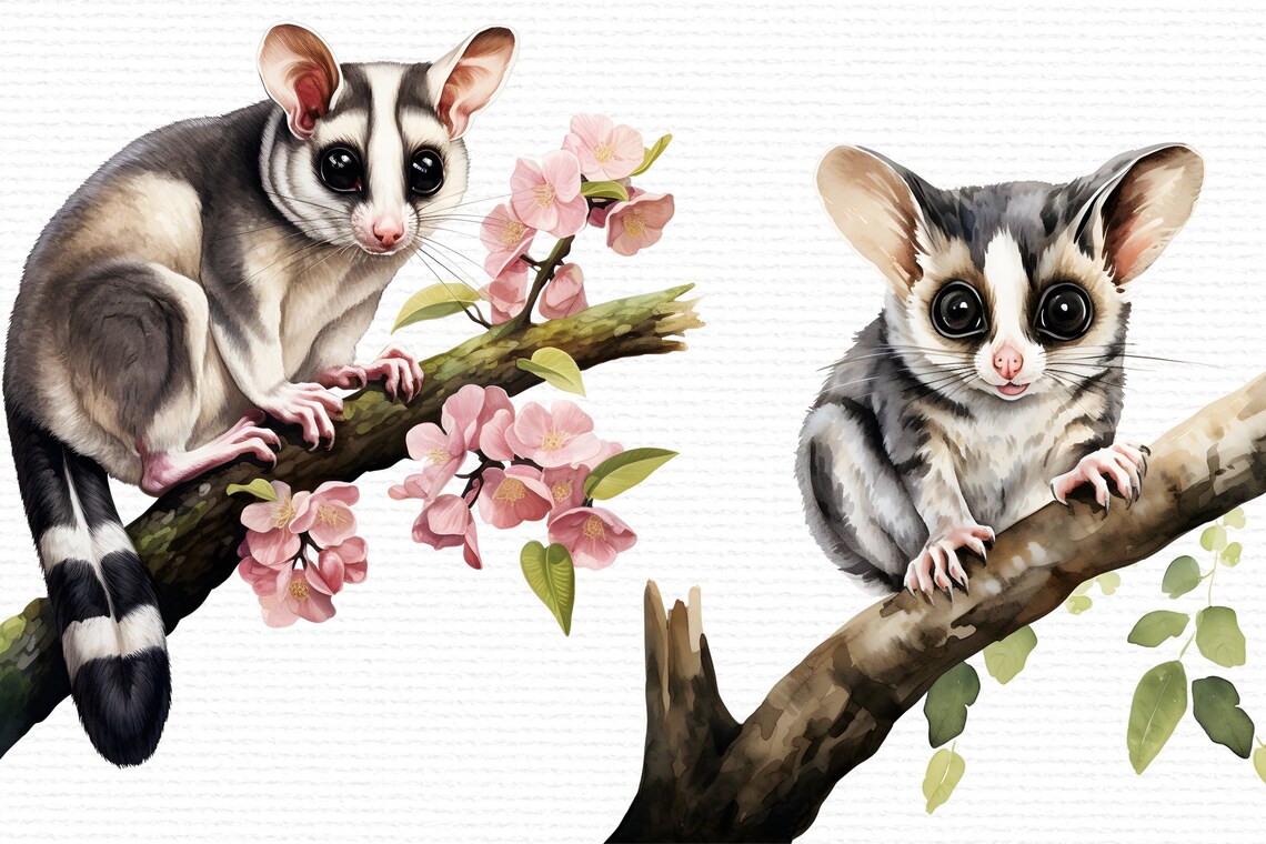 Sugar Glider Watercolor Clipart, Sugar Glider Illustration, Transparent ...